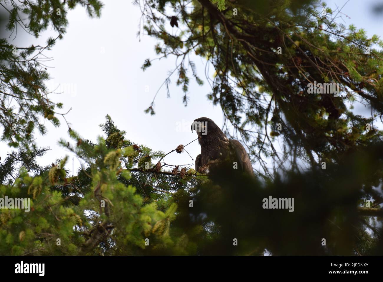 Juvenile bald eagle a week after fledging, in the nest tree at Lincoln Park in West Seattle ...