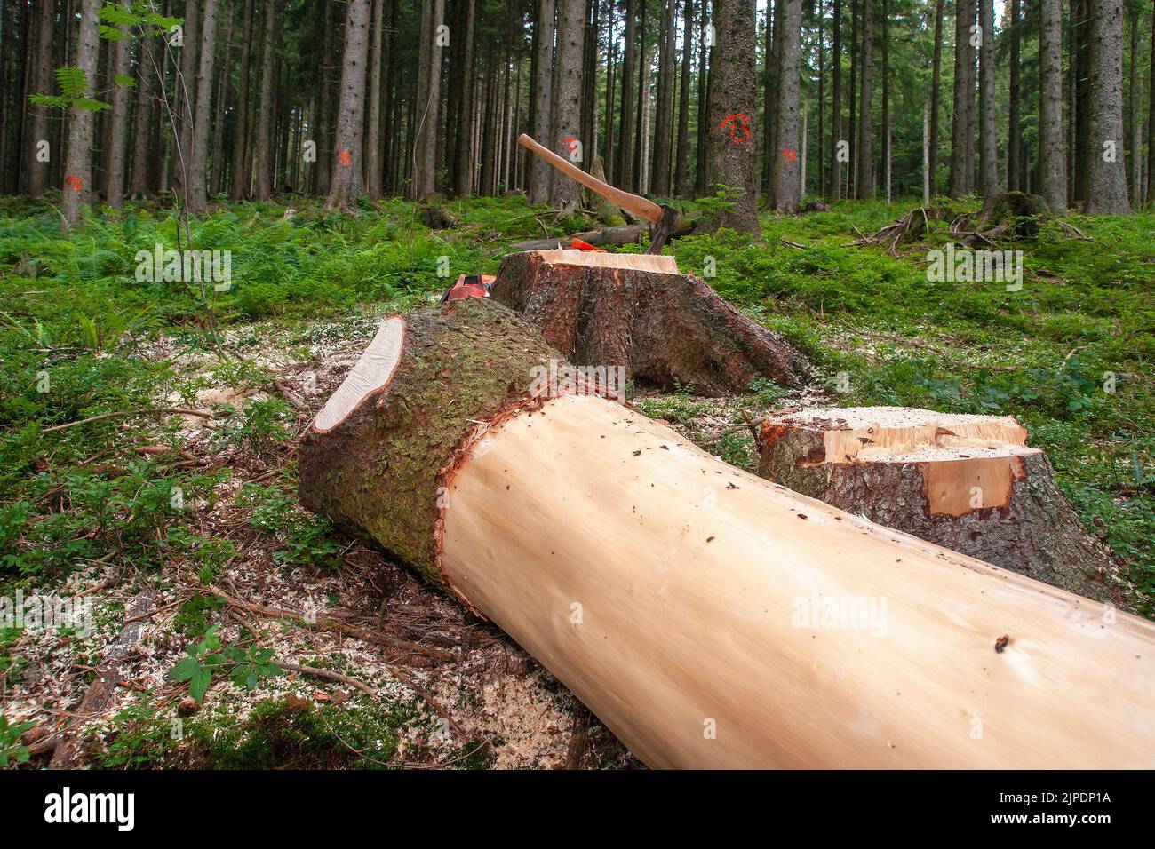 Tree and landscape works hi-res stock photography and images - Alamy