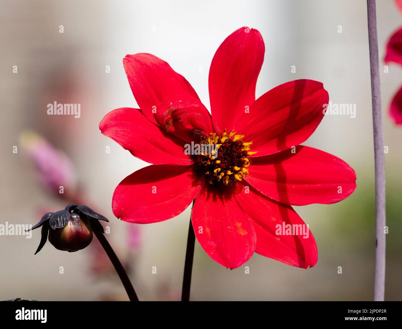 Bright red single flower of the summer to autumn blooming half-hardy ...