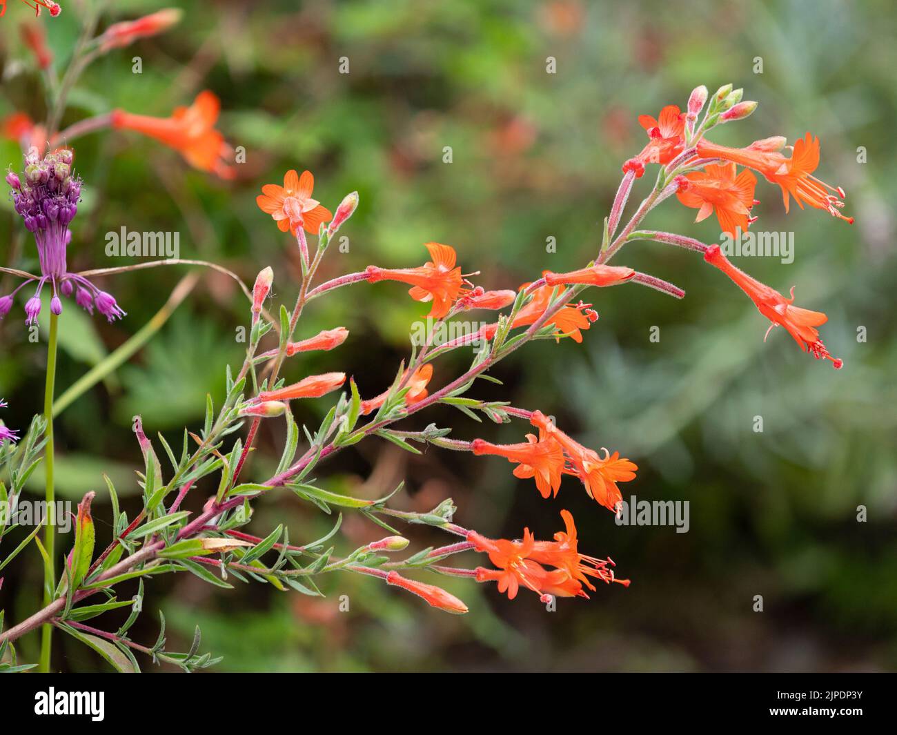 Tubular red late summer to autumn flowers of the hardy alpine sub-shrub ...