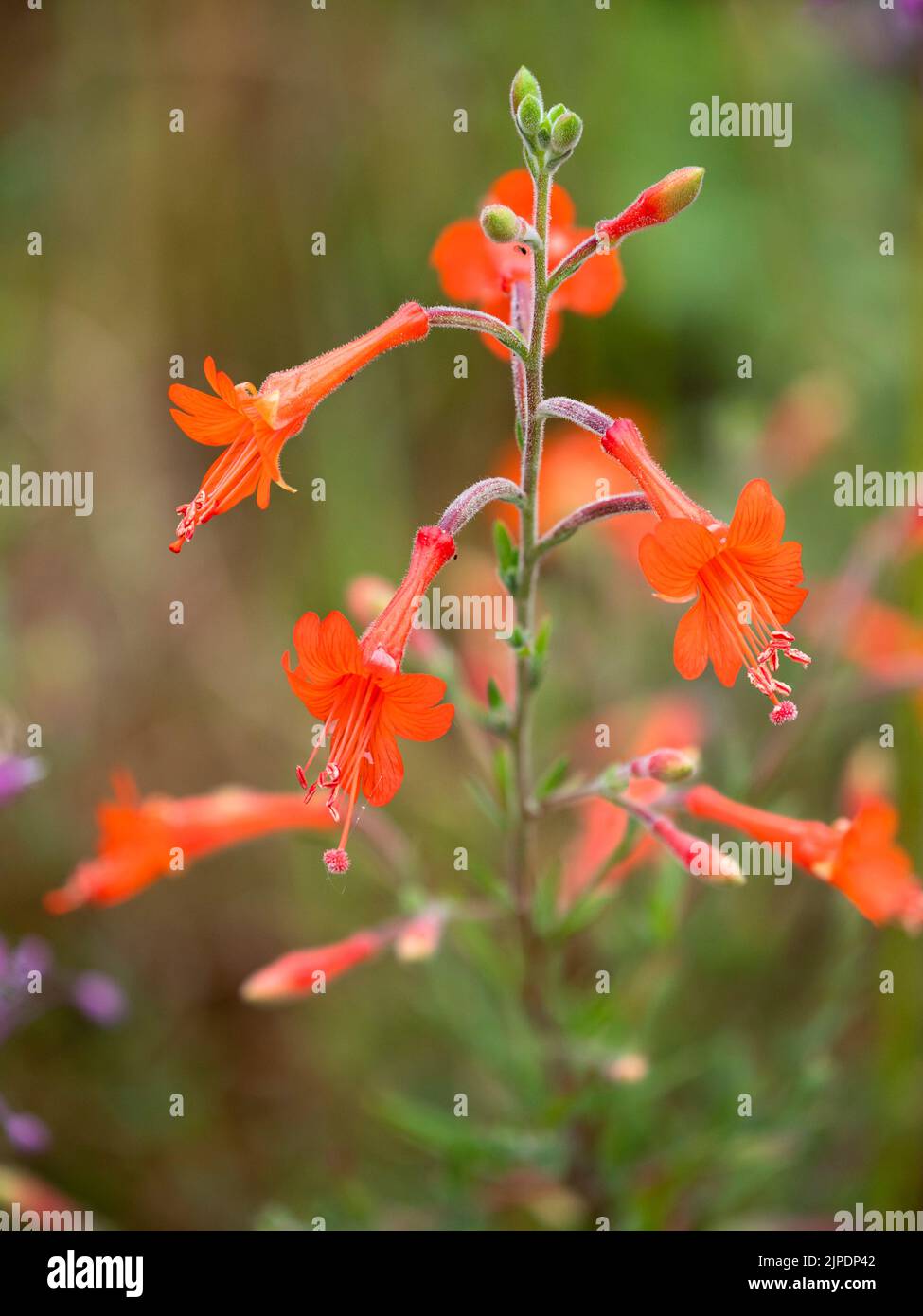 Tubular red late summer to autumn flowers of the hardy alpine sub-shrub ...