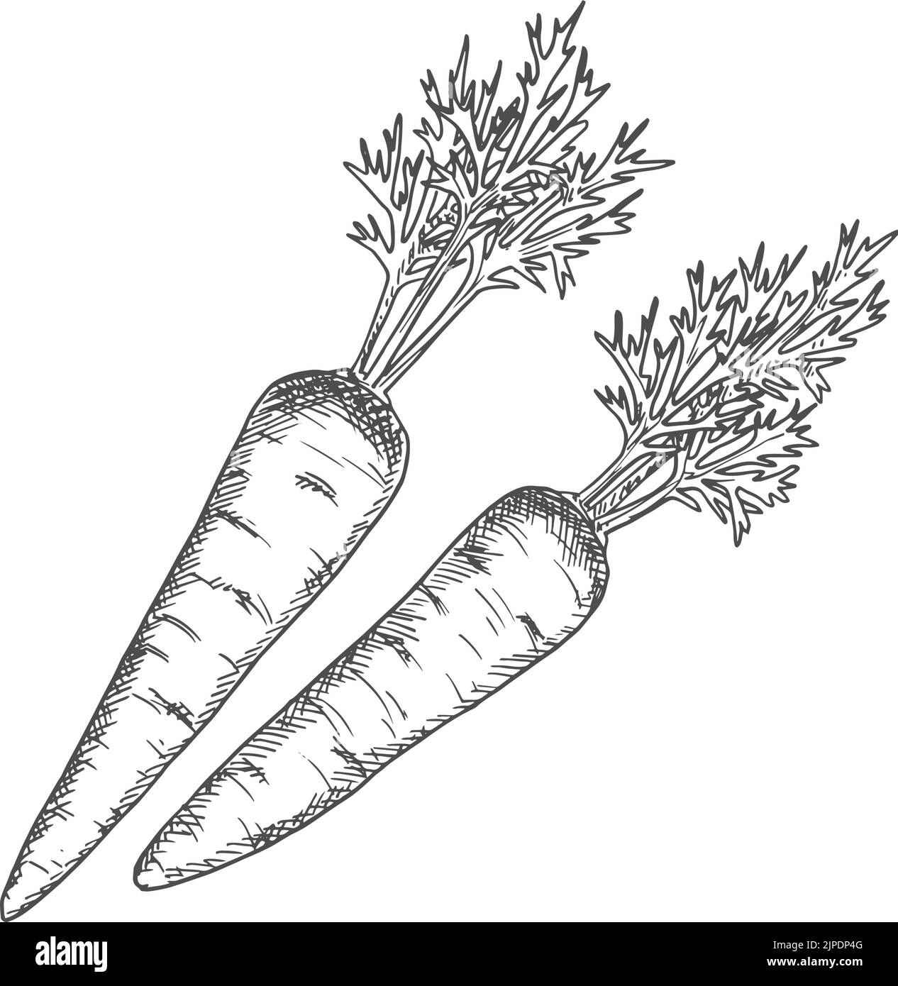 Carrot isolated autumn vegetable sketch. Vector vegetarian dieting food ...