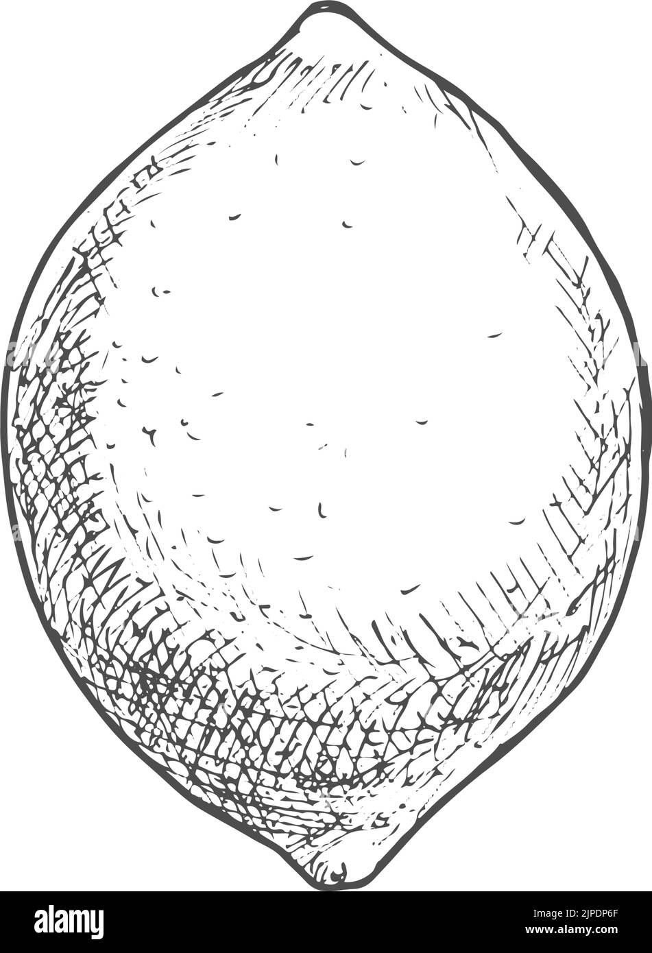 Lemon fruit sketch. Vector isolated whole organic natural lemon or lime citrus fruit Stock ...