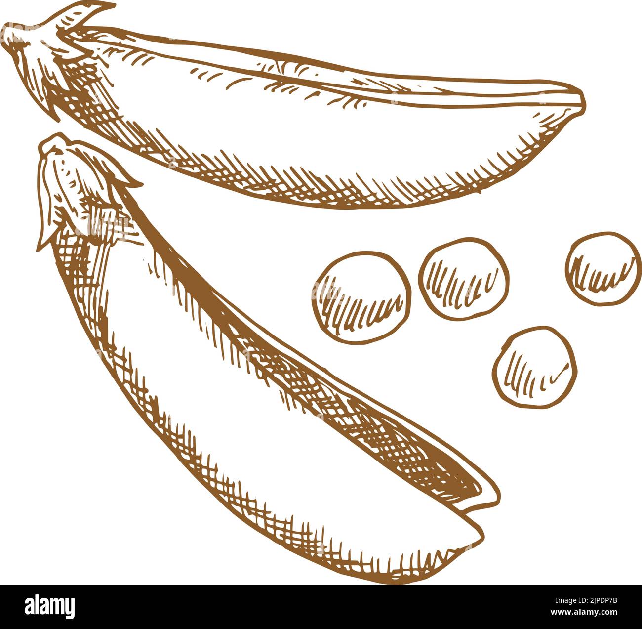 Pea pod isolated monochrome sketch. Vector split peas vegetable ...