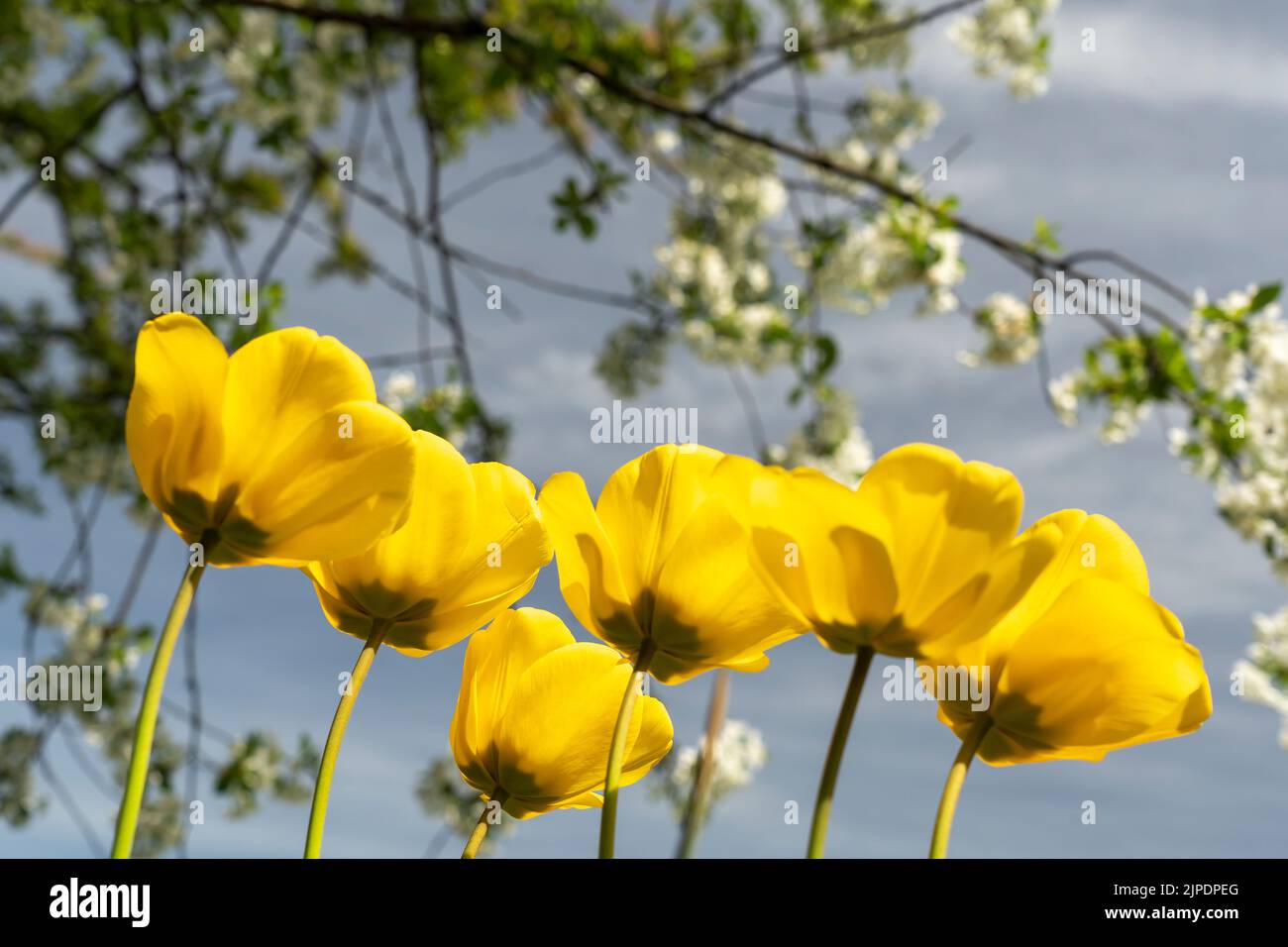Worms eye view tulip garden hi-res stock photography and images - Alamy