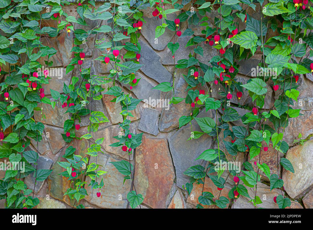 Tropical flowering shrubs hi-res stock photography and images - Alamy