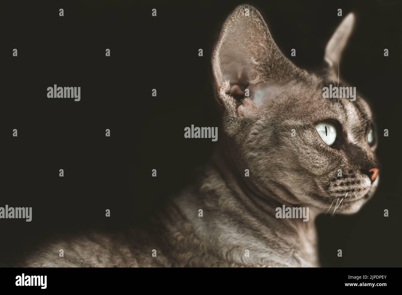 Devon rex cats hi-res stock photography and images - Alamy