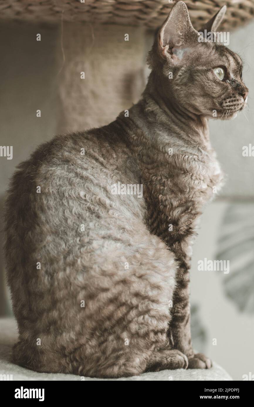 Devon rex meow hi-res stock photography and images - Alamy