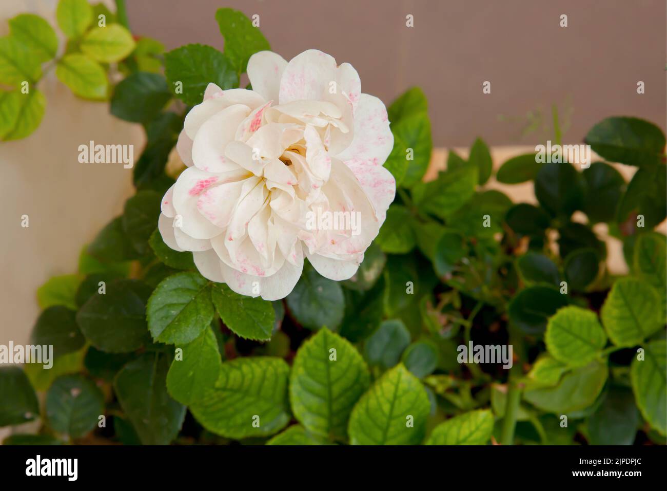 White shrub rose also know as Rosa Alba Maxima blooming in the garden ...