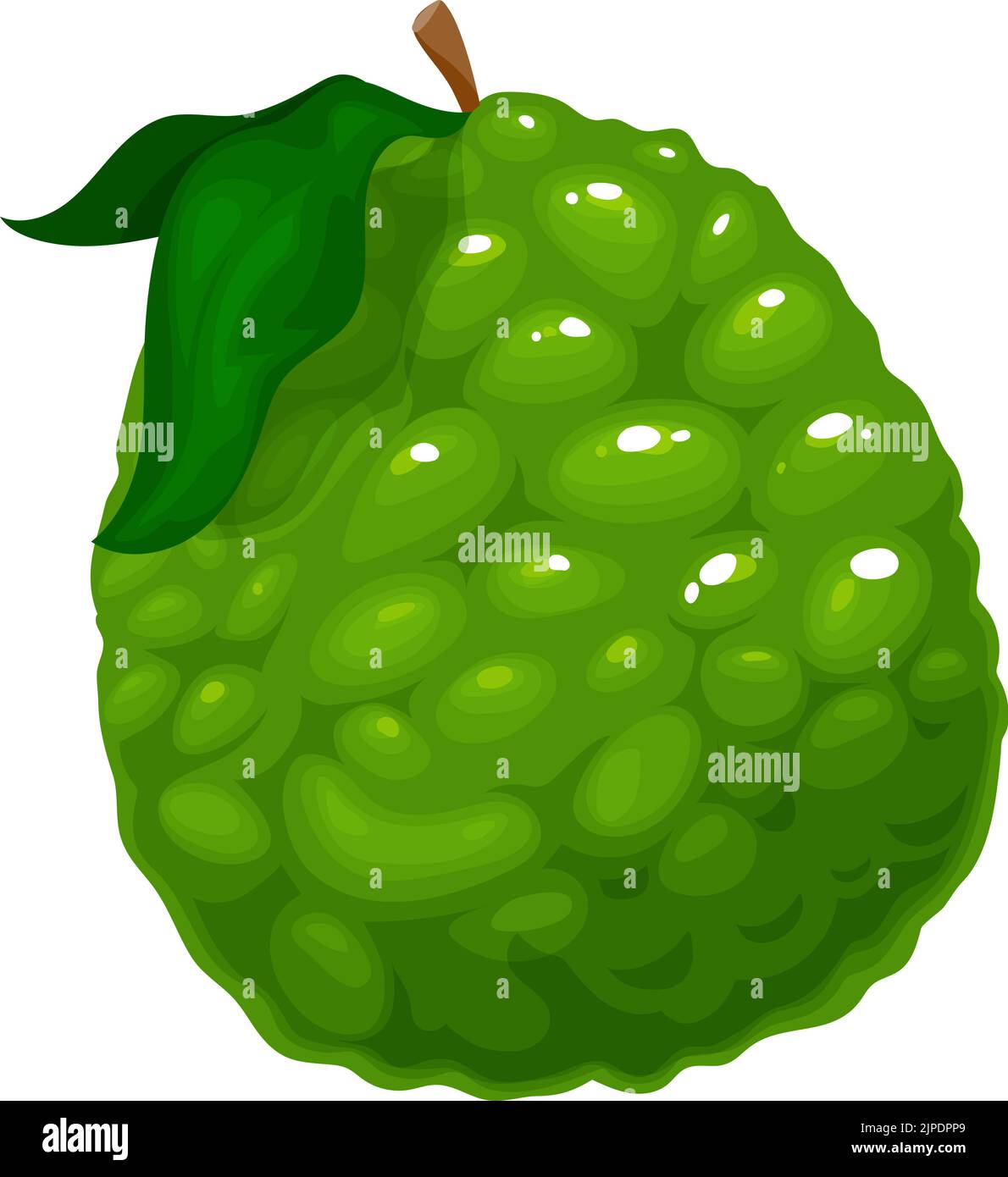 Bergamot green citrus fruit whole berry with leaf isolated flat cartoon ...