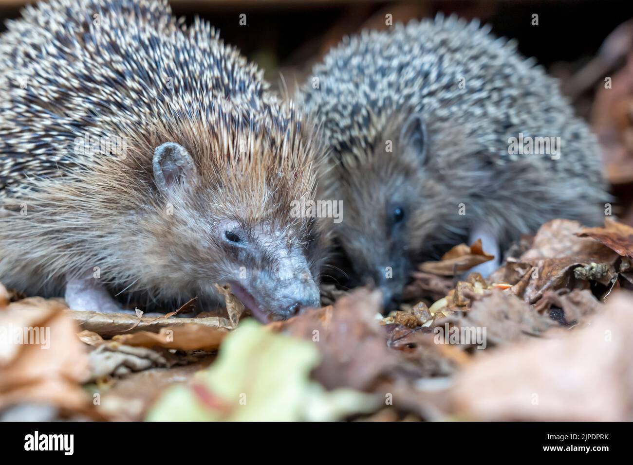 Hedgehog feeding wood hi-res stock photography and images - Alamy