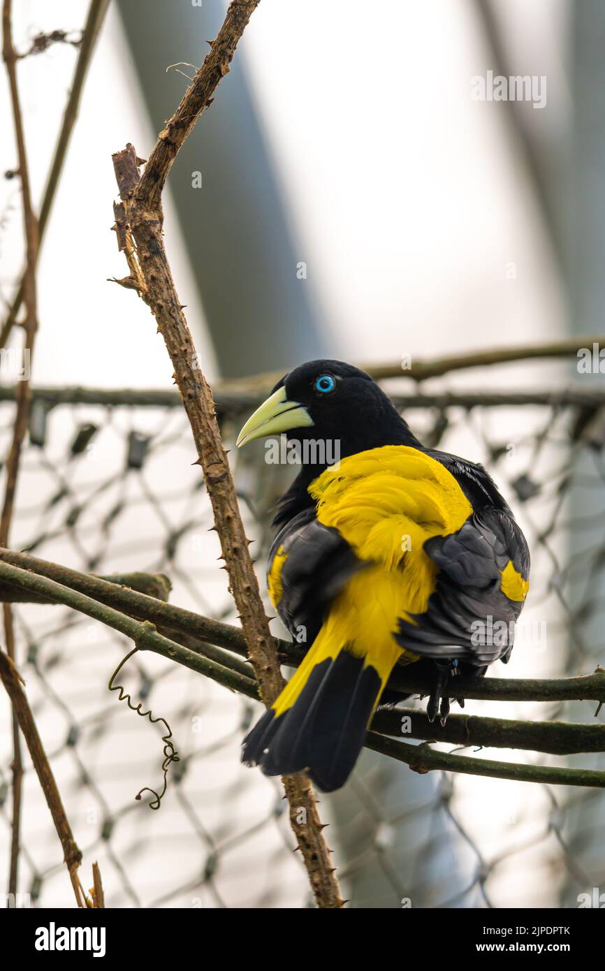 Yellow-rumped Cacique (Cacicus Cela) sitting on Branch, Portrait ...