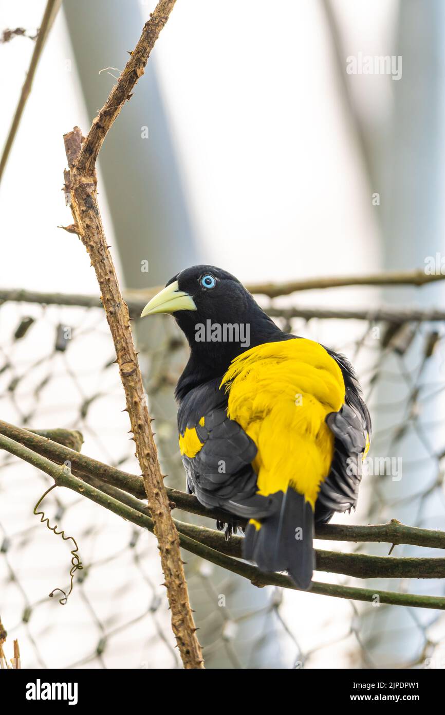 Yellow-rumped Cacique (Cacicus Cela) sitting on Branch, Portrait ...