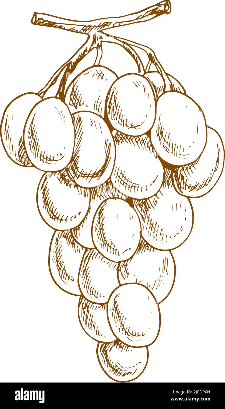Grapes fruit sketch. Vector isolated organic natural farm fruits ...