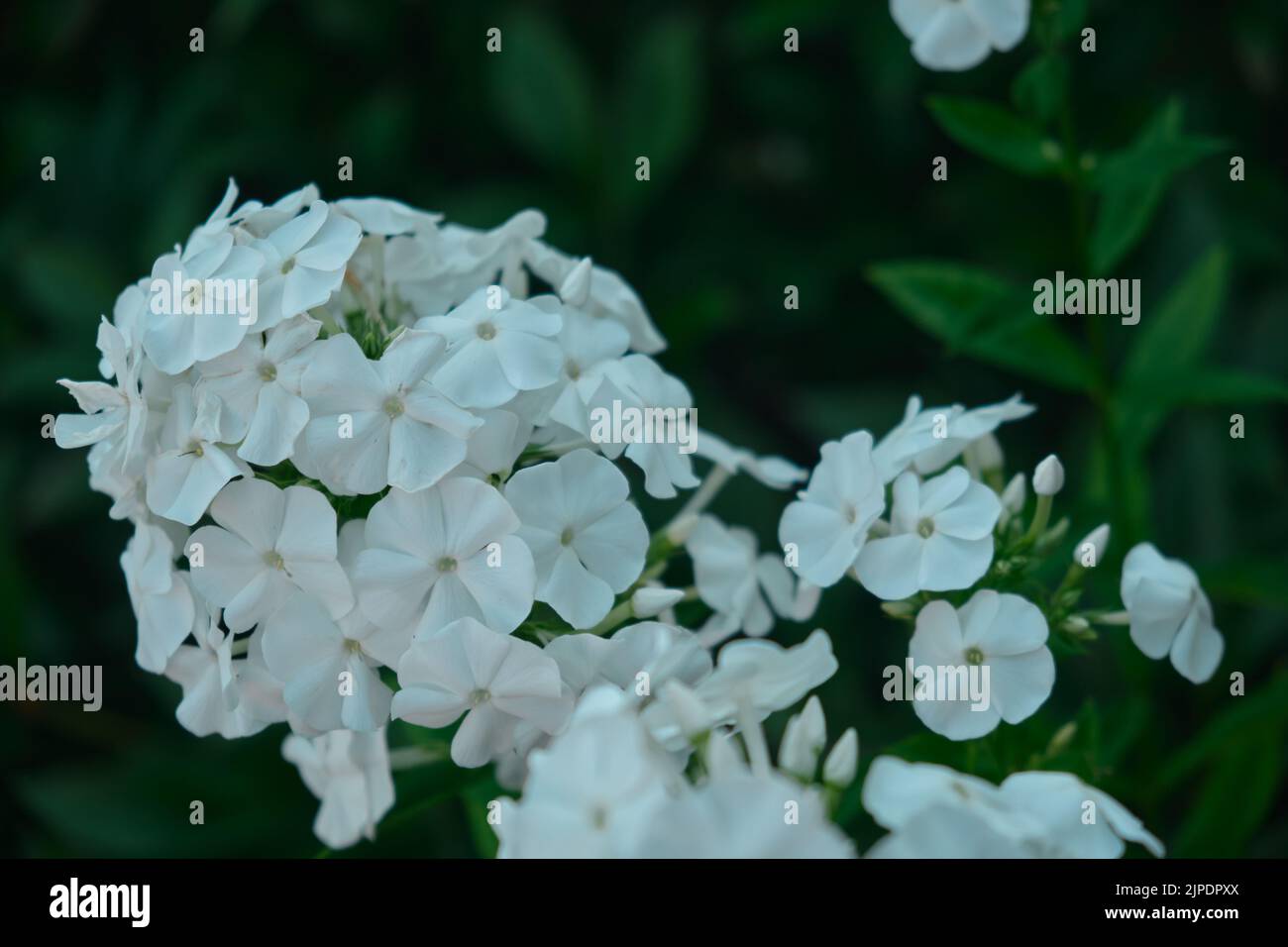 Starfire phlox hi-res stock photography and images - Alamy