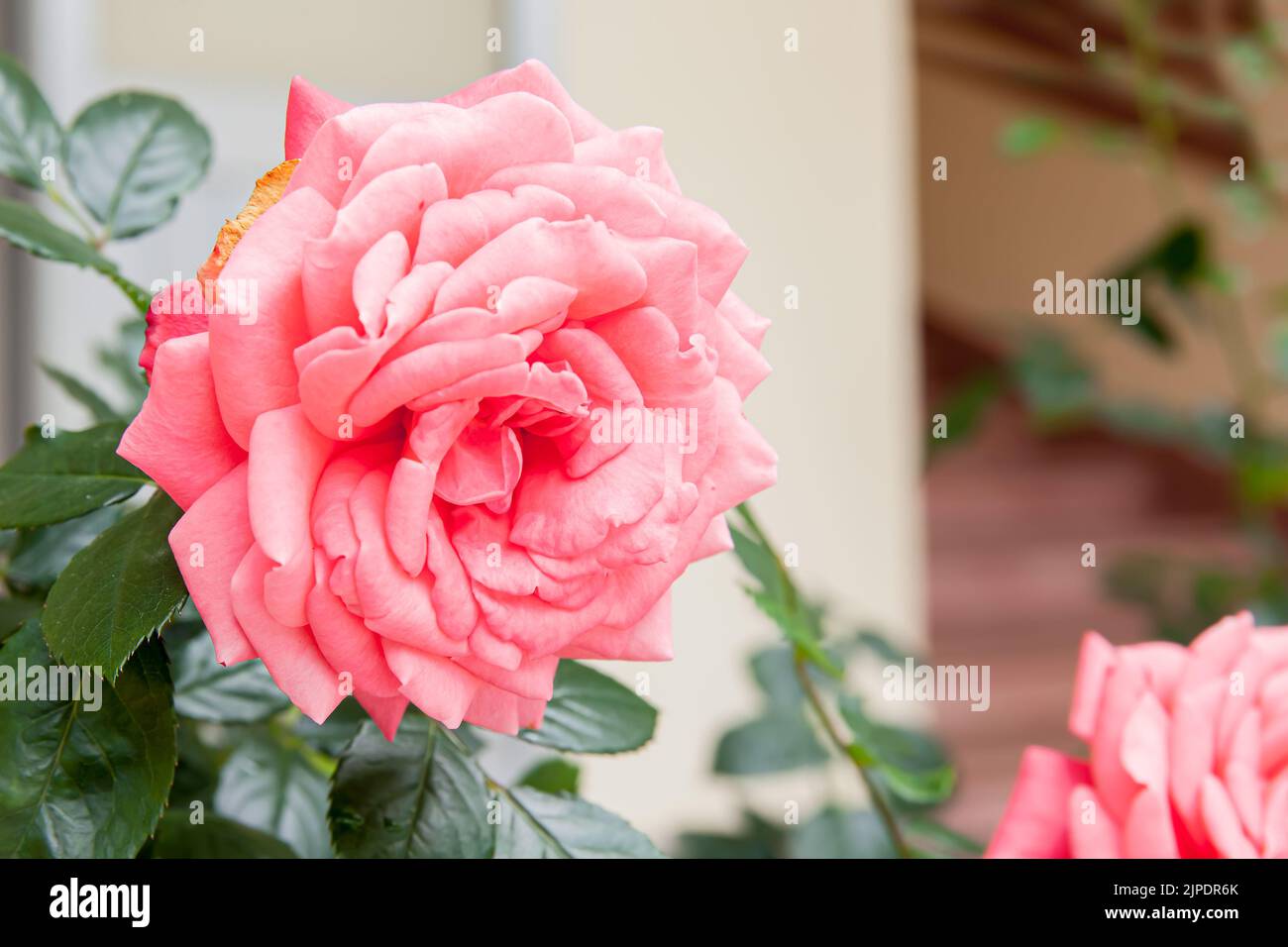 Pink panther rose hi-res stock photography and images - Alamy