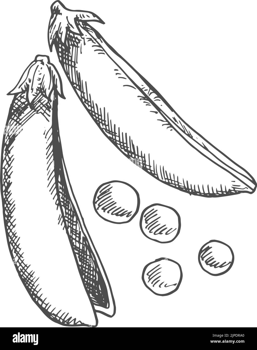 Pea pod isolated monochrome sketch. Vector split peas vegetable ...