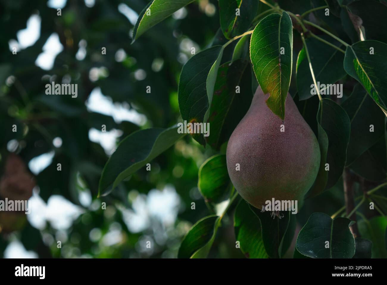 Unripe red pears Young tree Ripe fruit harvest hang on green branches ...