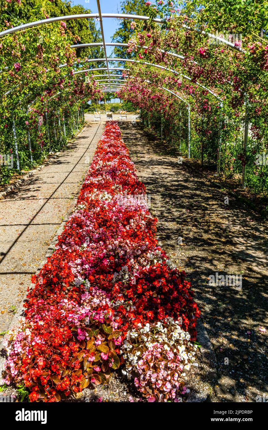 The beginning phase of the rose arbor at Point Defiance Park in Tacoma ...