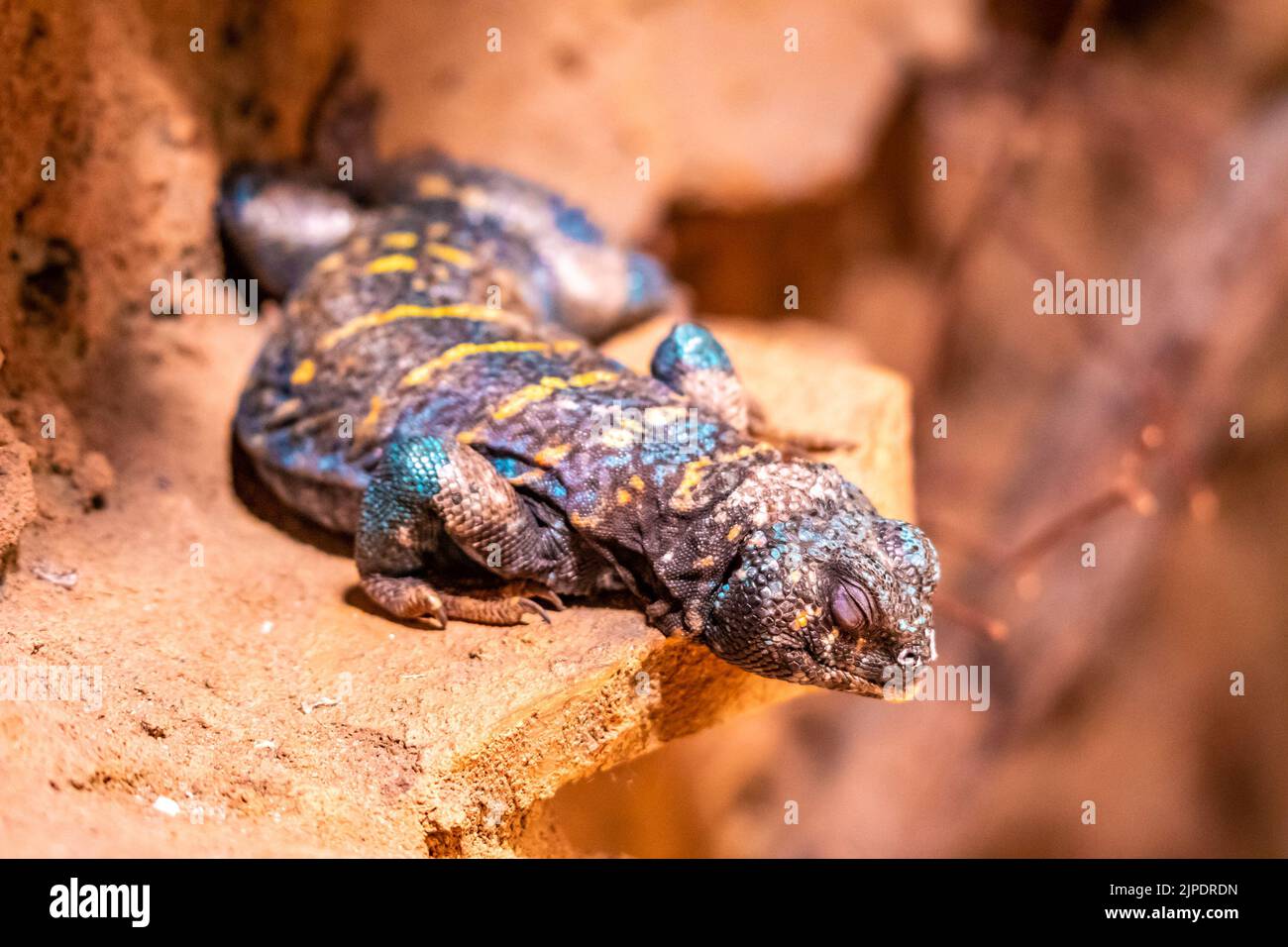 Uromastyx ornata, commonly called the ornate mastigure, is a species of ...