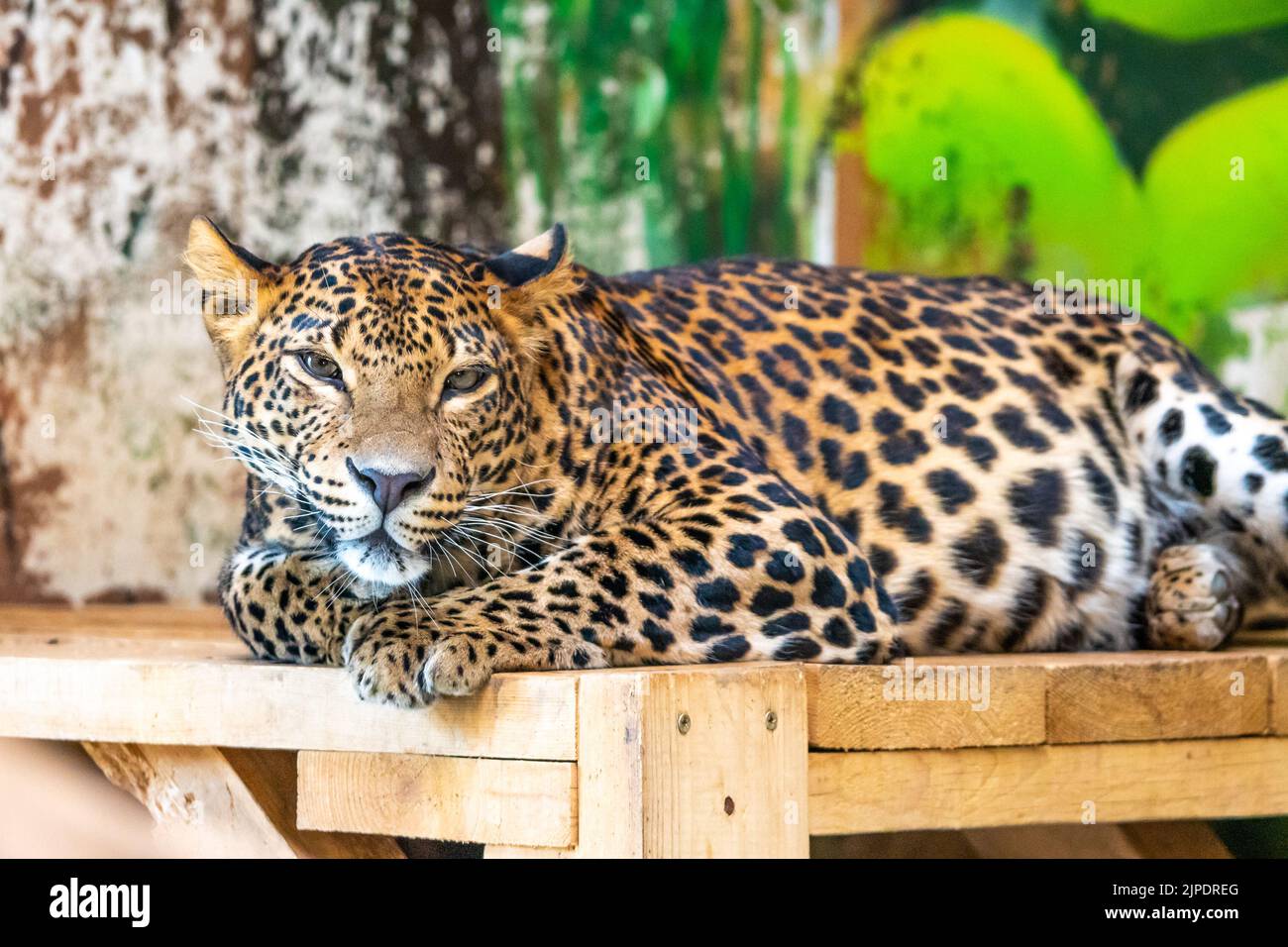 Leopard (latin name Panthera pardus kotiya) is resting on the wooden ...