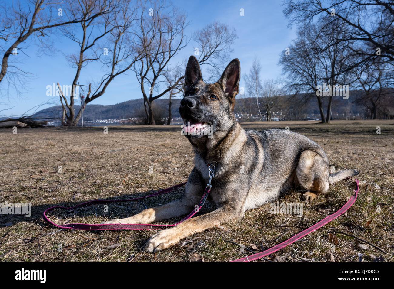 A young happy German Shepherd plays tug with a ball. Sable colored ...