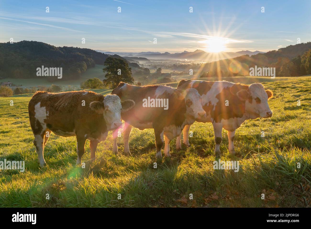 pasture, european alps, cows, bavaria, young cattle, pastures, cow ...