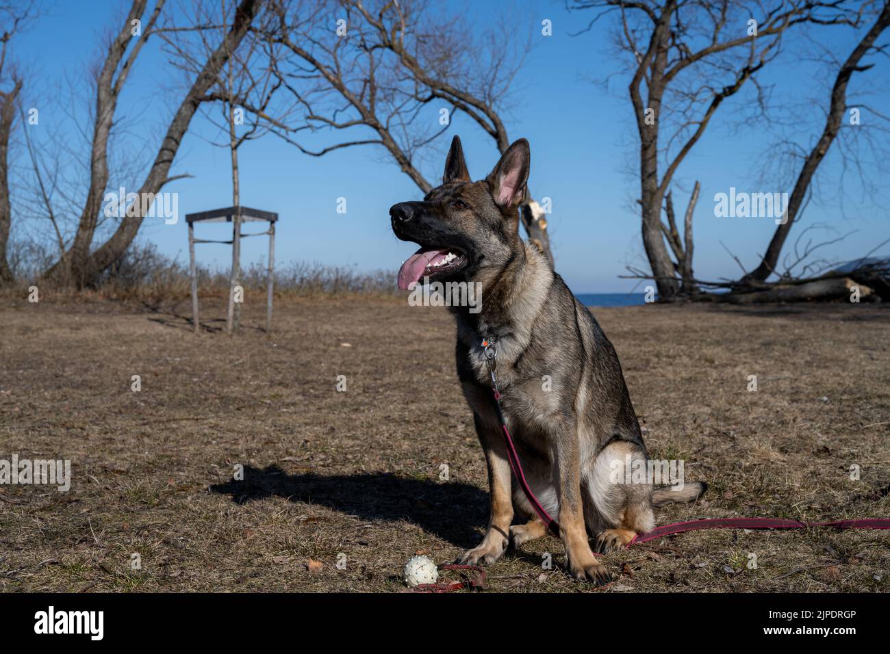 A young happy German Shepherd plays tug with a ball. Sable colored ...