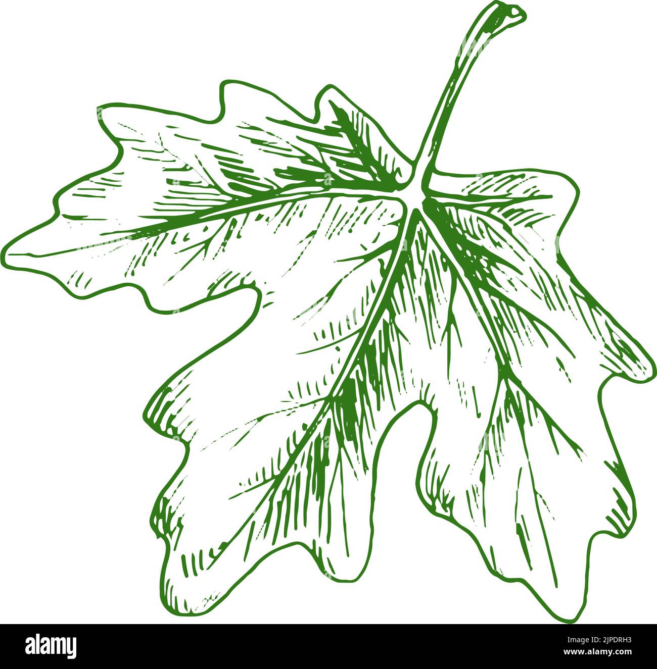 Viburnum leaf isolated plant sketch. Vector green foliage on stem ...