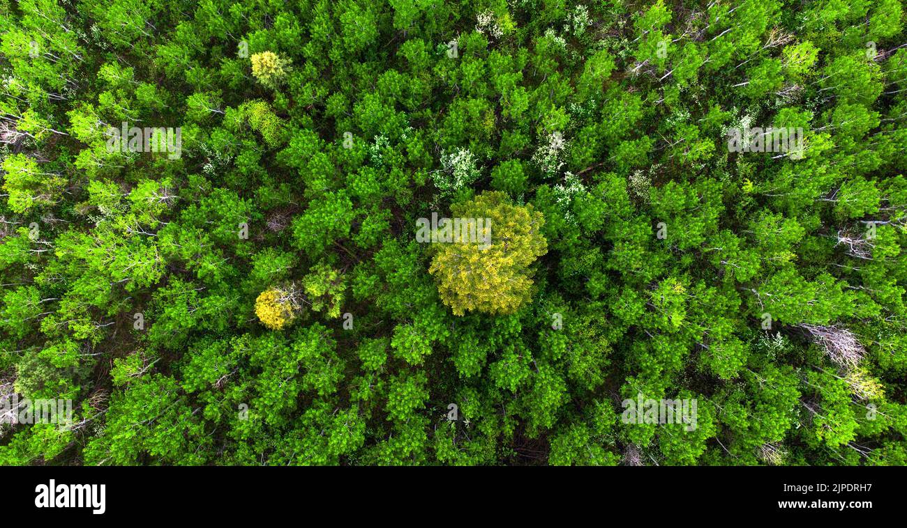 Aerial flying above lush tree hi-res stock photography and images - Alamy