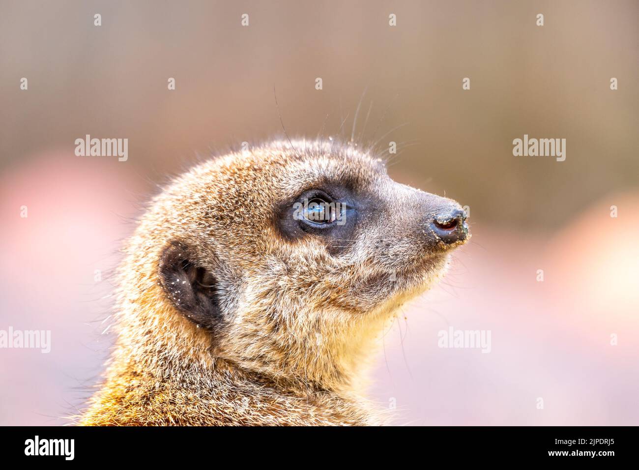 Common meerkat (Suricata suricatta) is guarding on the lookout tower ...