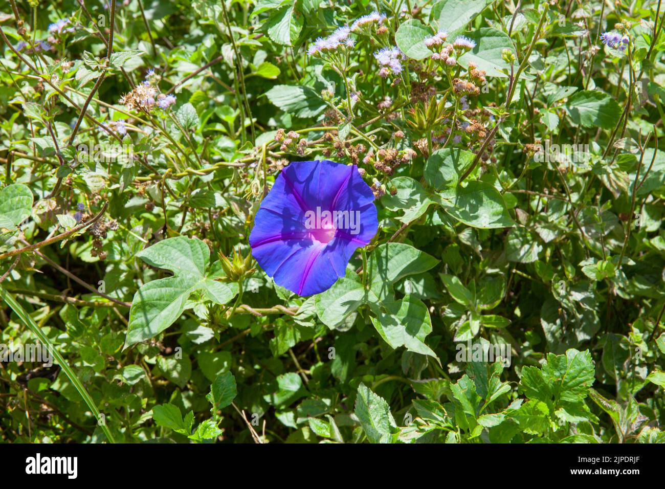 Moonflower hi-res stock photography and images - Alamy