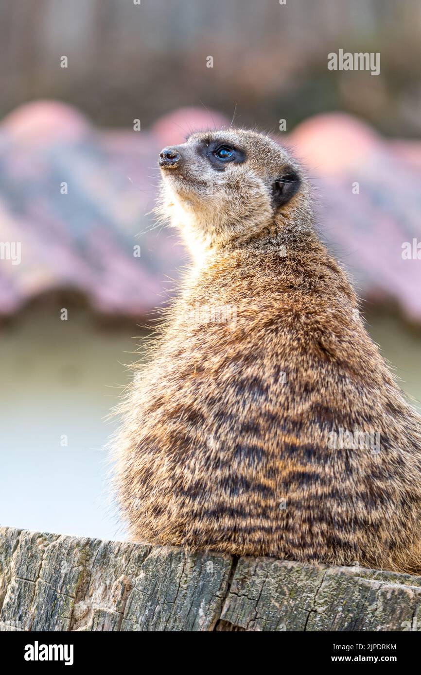 Common meerkat (Suricata suricatta) is guarding on the lookout tower ...