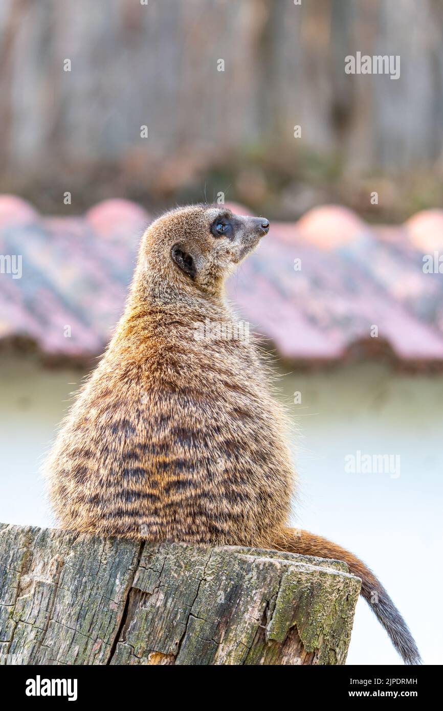 Common meerkat (Suricata suricatta) is guarding on the lookout tower ...