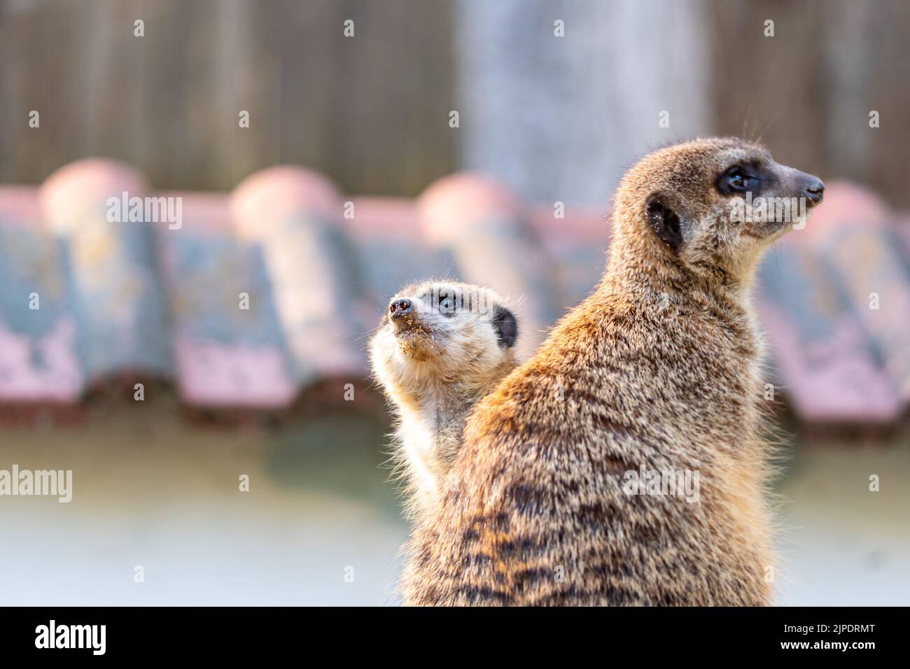 Common meerkat (Suricata suricatta) is guarding on the lookout tower ...