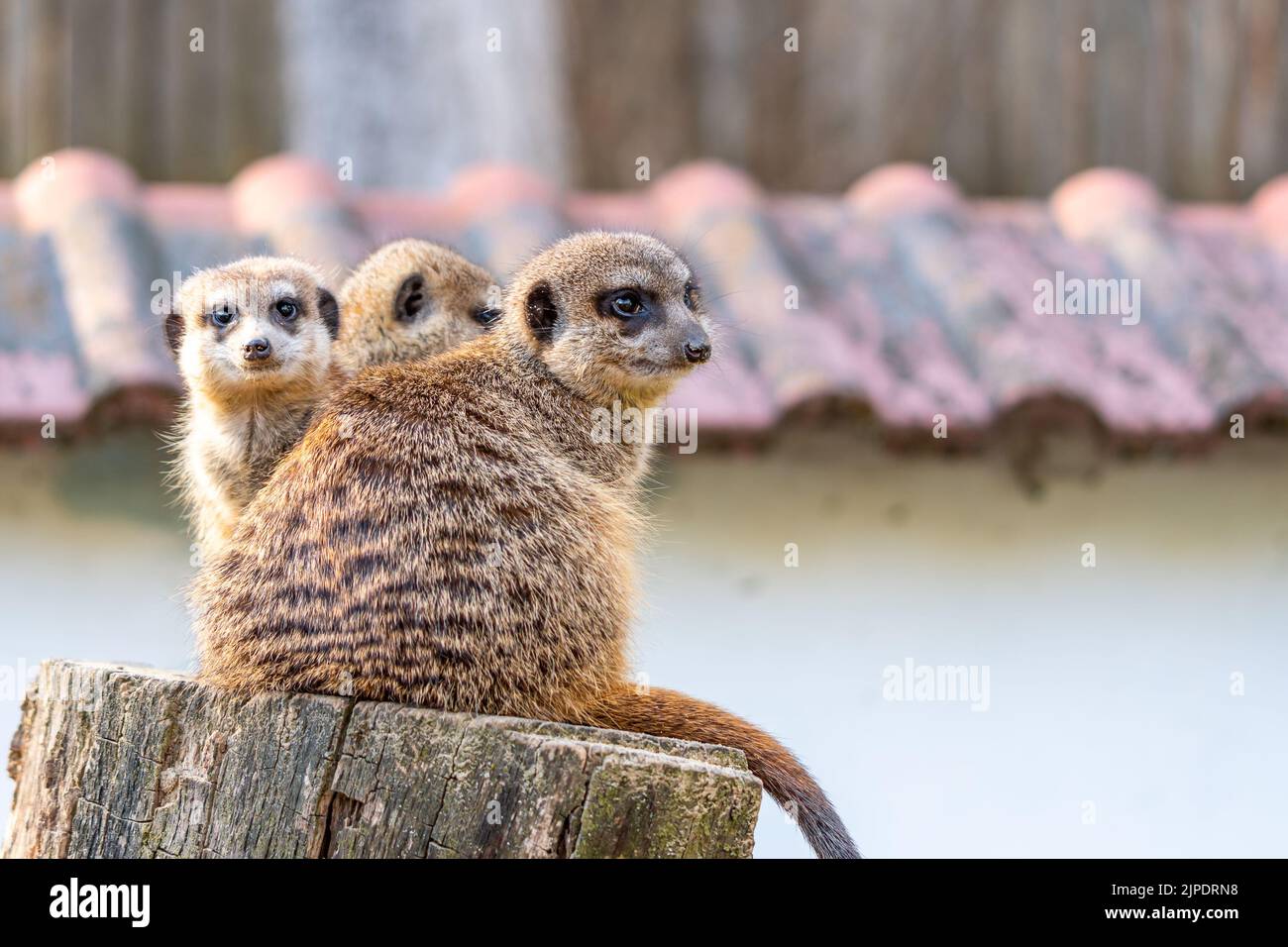 Portrait cute meerkat suricate hi-res stock photography and images - Alamy