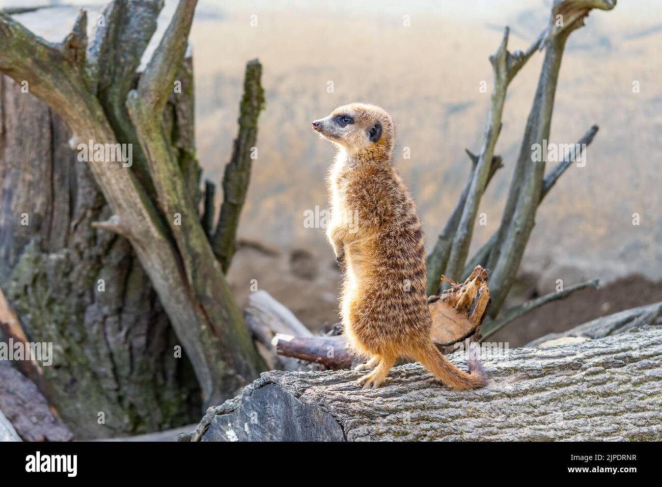 Common meerkat (Suricata suricatta) is guarding on the lookout tower ...