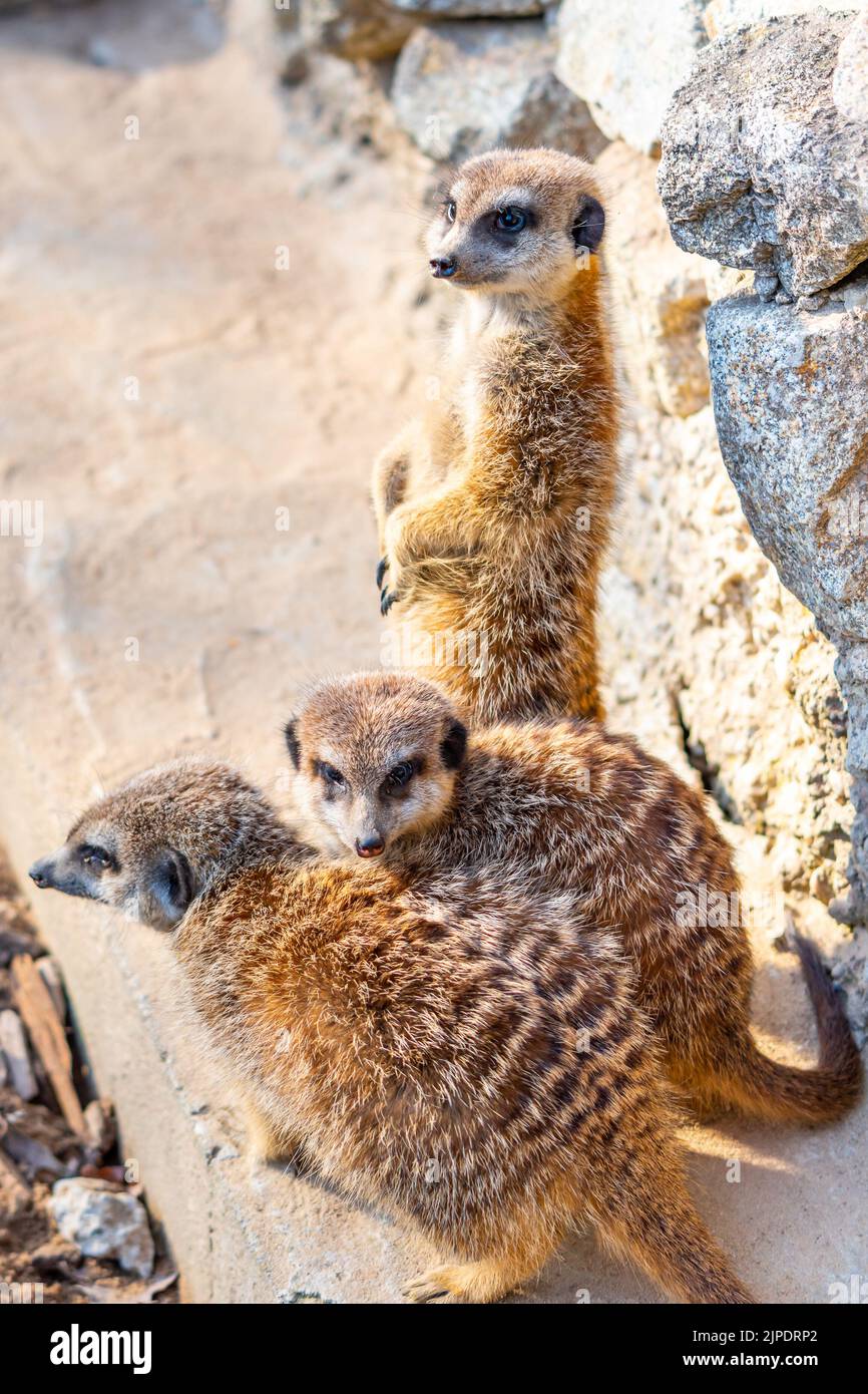 Common meerkat (Suricata suricatta) is guarding on the lookout tower ...