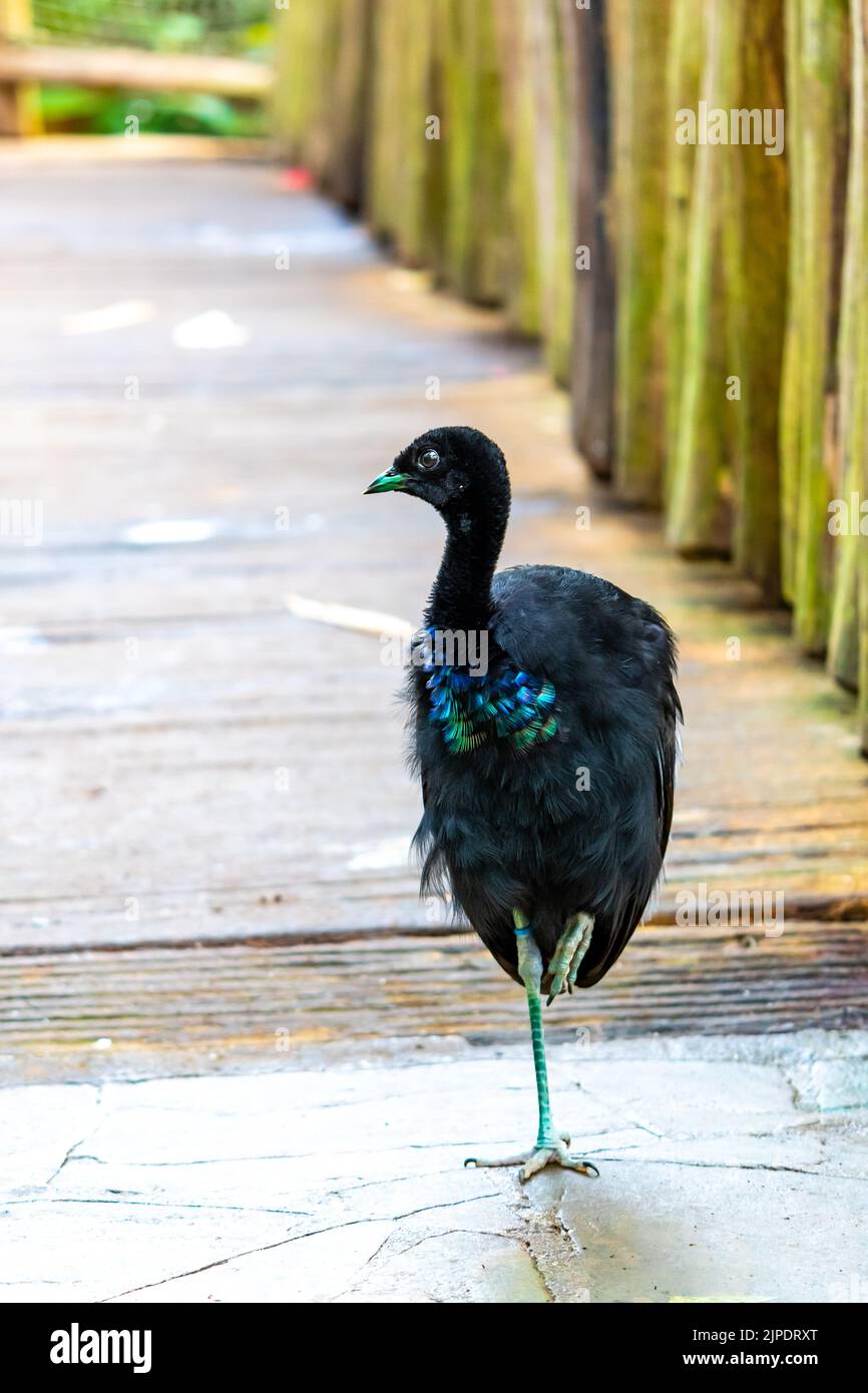 Grey-winged trumpeter (latin name Psophia crepitans) is standing on ...