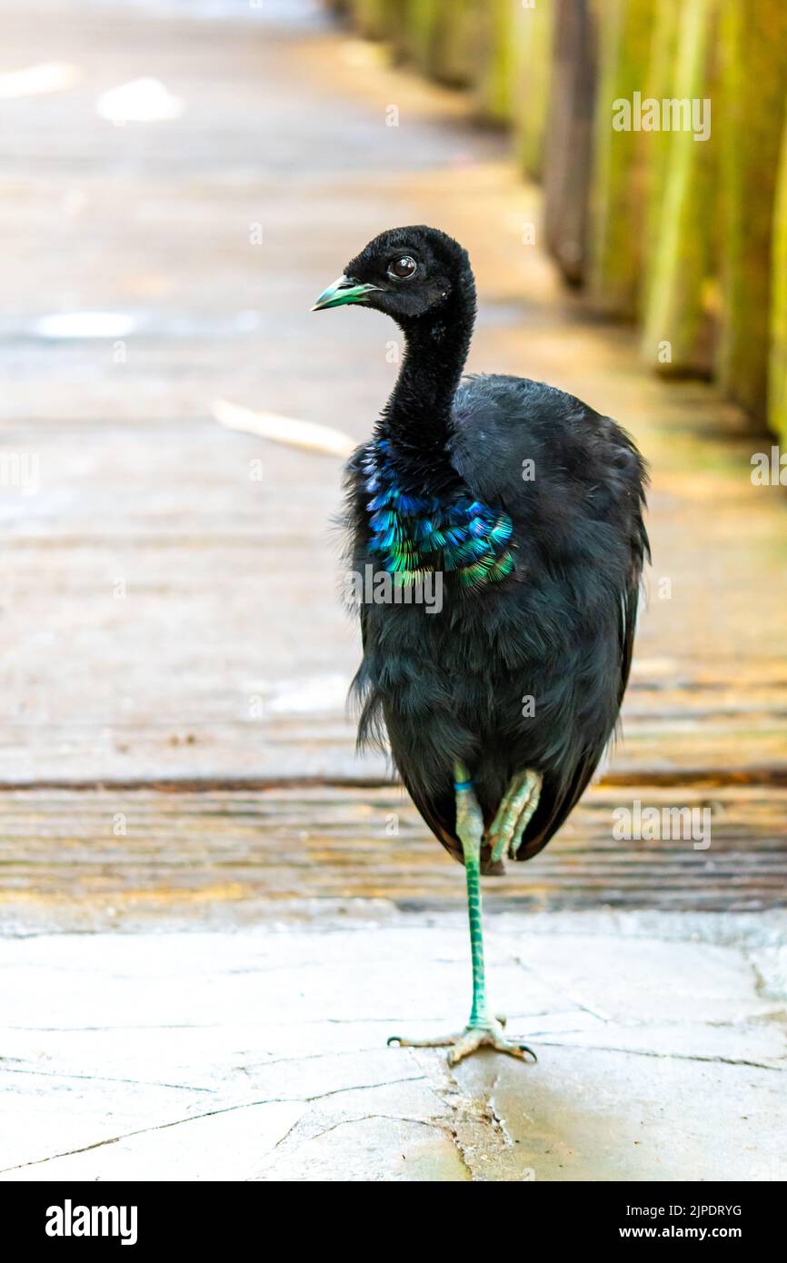 Grey-winged trumpeter (latin name Psophia crepitans) is standing on ...