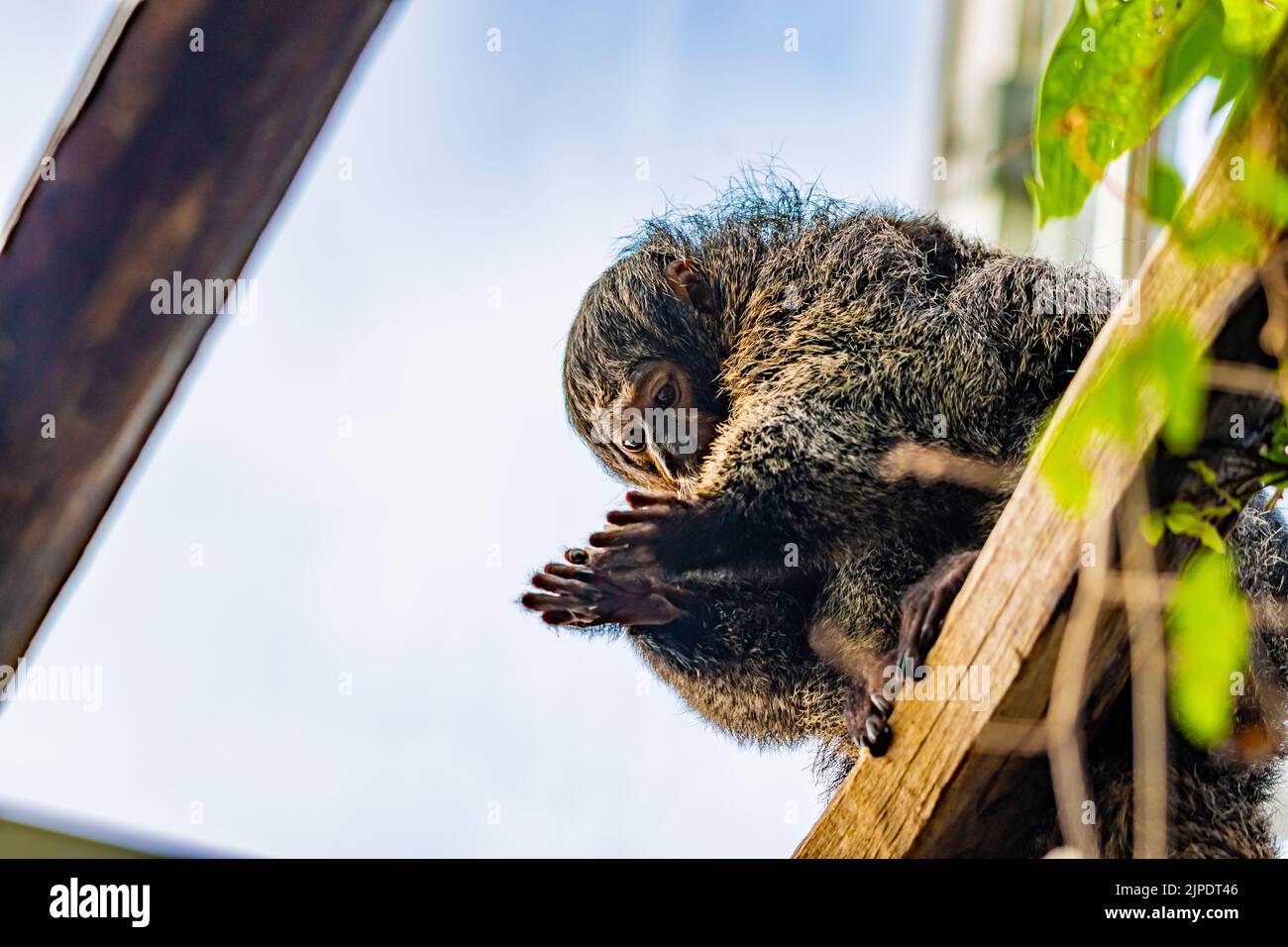 White-Faced Saki, (Pithecia Pithecia), small monkey is sitting on the ...