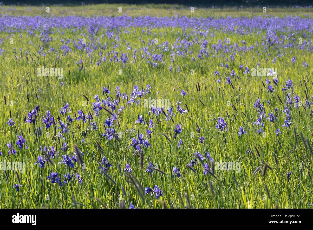 flower meadow, siberian iris, iris sibirica, flower meadows Stock Photo ...