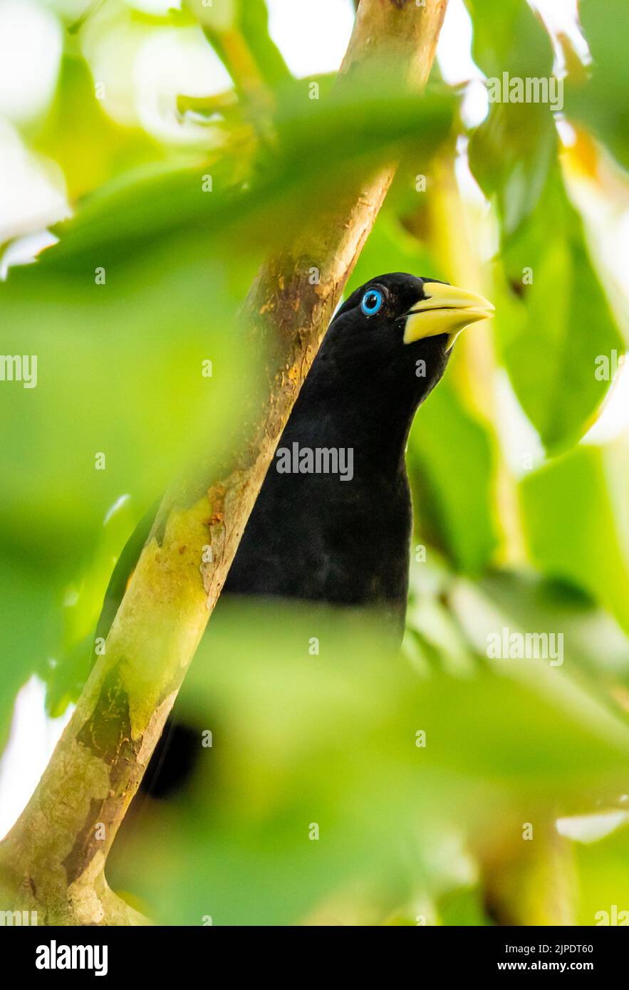 Yellow rumped bird named Cacique (latin name Cacicus cela) is hiding in ...