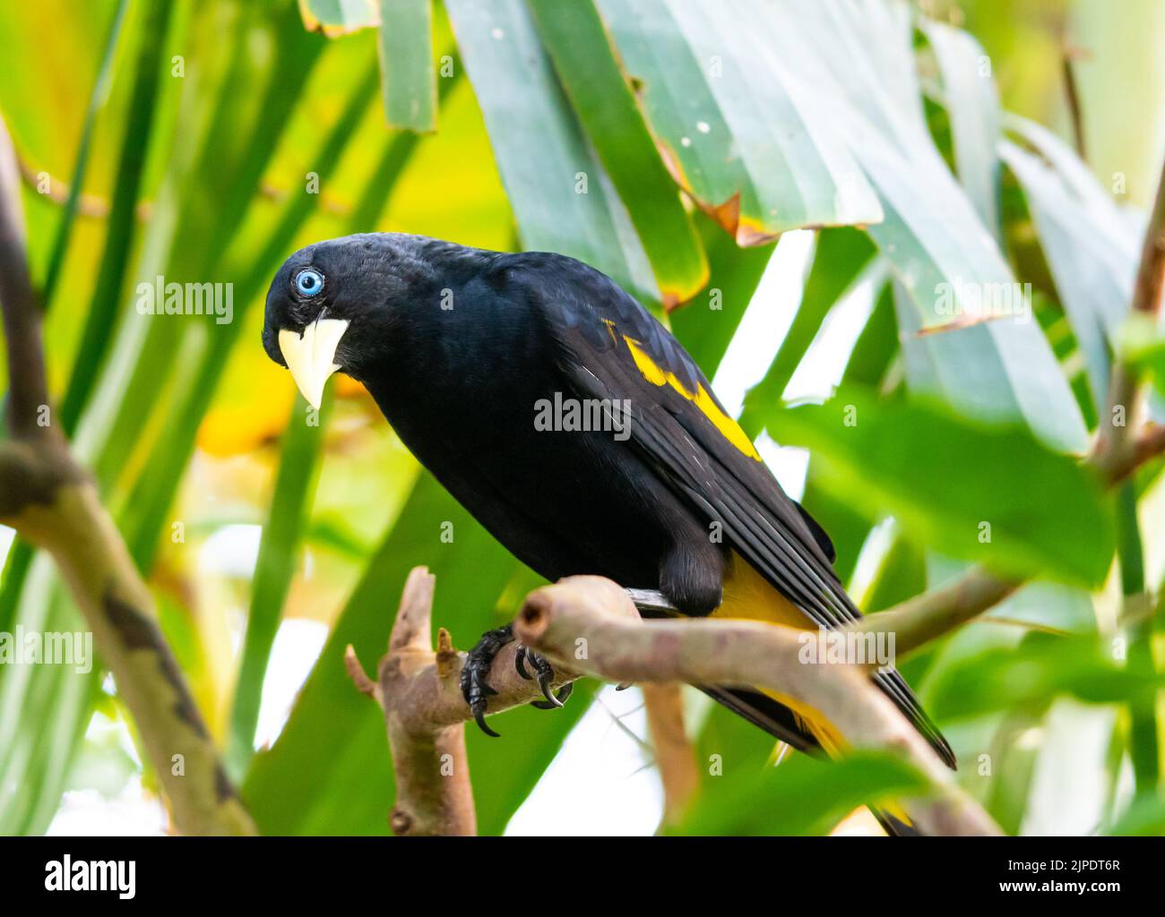 Tropical rainforest tree species hi-res stock photography and images ...