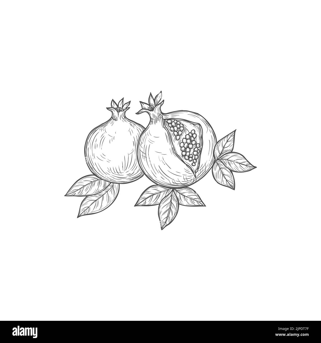 Pomegranate sketch vector icon, isolated monochrome engraved sign of ...