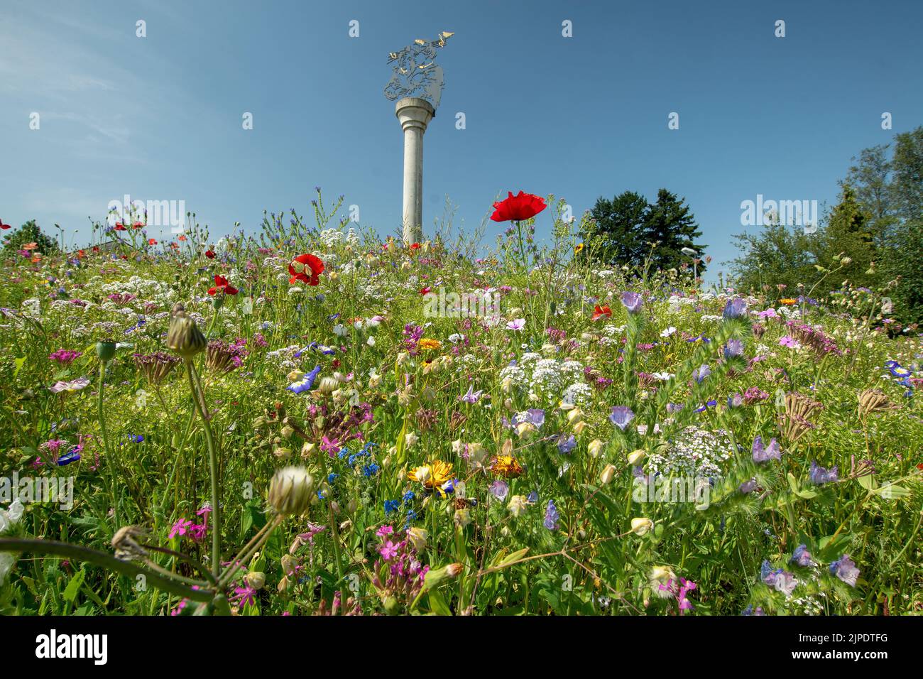 flower meadow, fraßbild, walter andreas angerer, flower meadows Stock ...