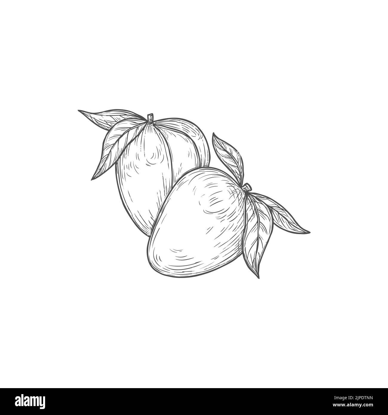 Mango sketch vector icon, isolated monochrome engraved sign of tropical ...
