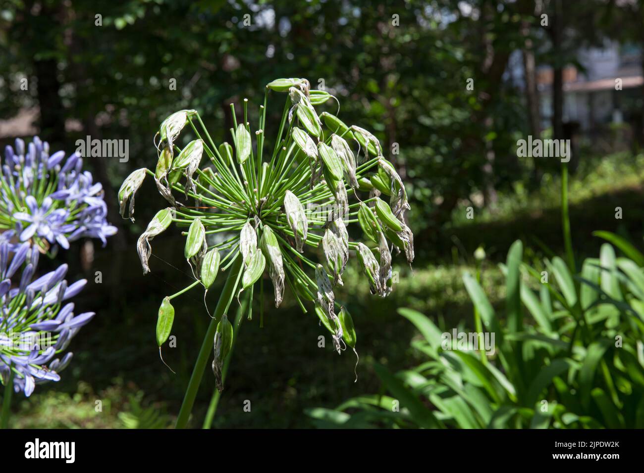 Withered blue Agapanthus also know as African Lily blooming in sunny ...