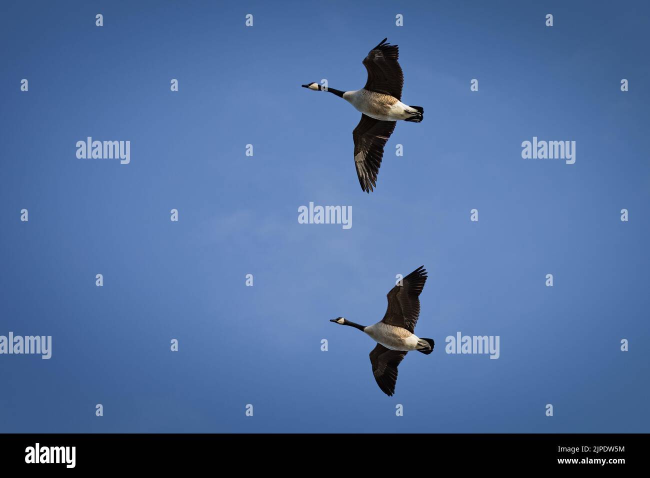 Canada goose low flight hi-res stock photography and images - Alamy