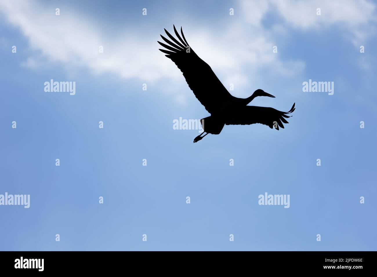flying, silhouette, white stork, fly, to fly, silhouettes, white storks ...